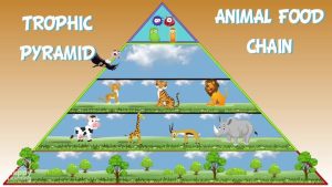 Educational video: The Animal Food Chain for Kids | Happy Learning
